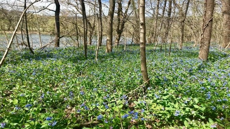 Where to See Bluebells in Northern Virginia