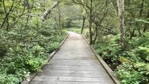 Limberlost Trail: Shenandoah's Fully-Accessible Hiking Trail