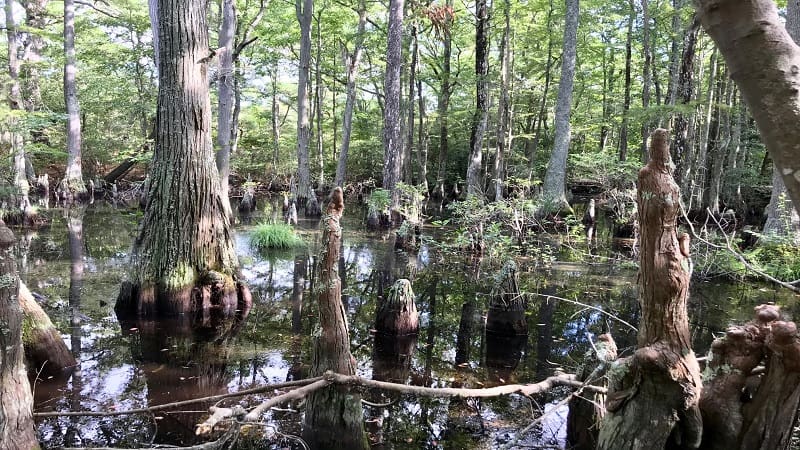 Bald Cypress Trail: A Swamp Hike at First Landing State Park