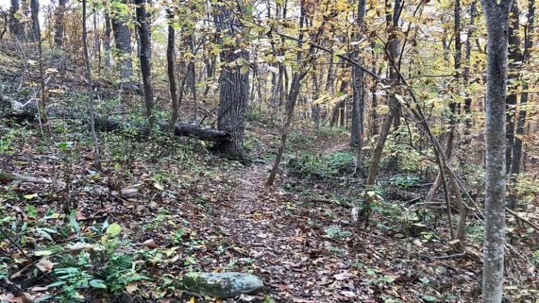 Dripping Rock South: A Forested Hike to a Secret Mountain Overlook