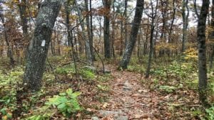 Humpback Rocks: A Blue Ridge Parkway Hiking Trail