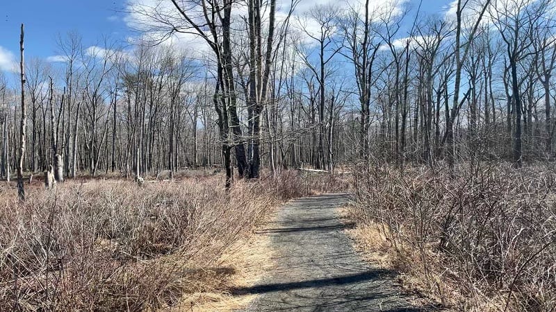 An Easy Wetlands Hike at Huntley Meadows Park in Alexandria