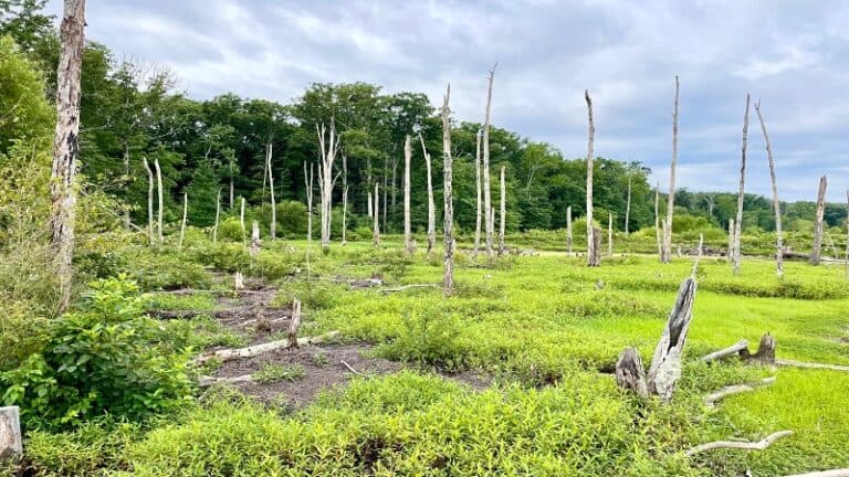 Huntley Meadows Park: A Wetlands Walk in Alexandria
