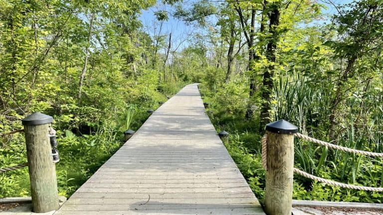 Theodore Roosevelt Island: A Kid-Friendly Hike Near DC