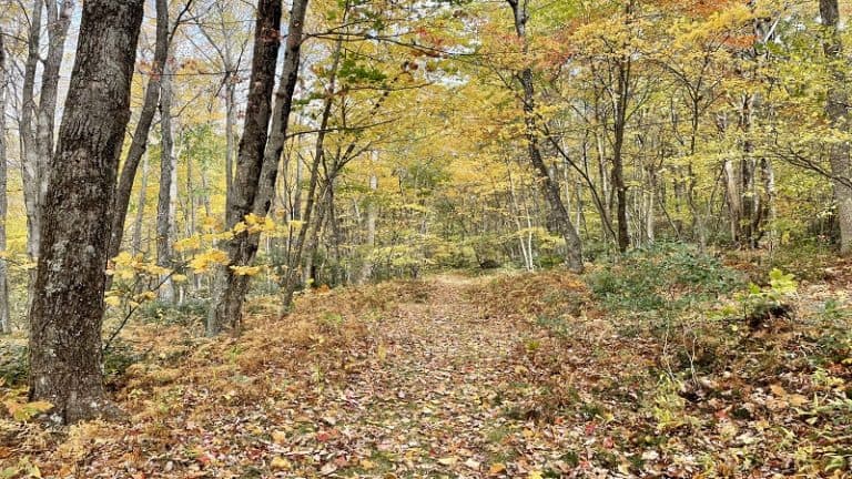 Crabtree Meadows: Two Easy Hikes Awe With Wide-Open Mountain Views