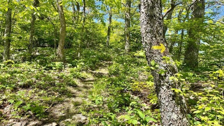 Terrapin Mountain: Hike to Big Views in Big Island, Virginia