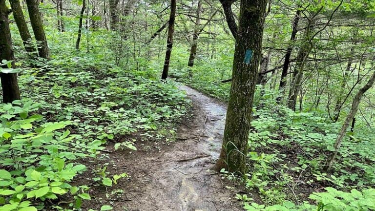 Tinker Cliffs: Hike the Andy Layne Trail in Virginia